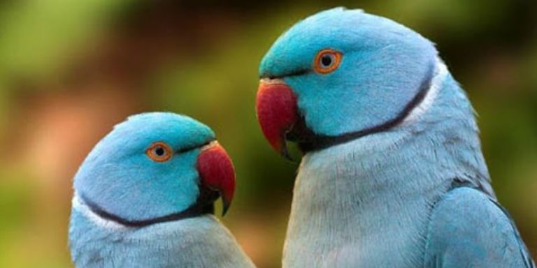 Saiba o Preço do Ring Neck Azul, Violeta, Filhote e Mais... - Clube dos ...