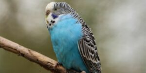 Nomes Para Periquitos: 100 Ideias Criativas - Clube dos Animais