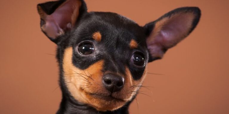 Nomes Para Cachorro Pinscher: 70 Ideias Criativas - Clube dos Animais