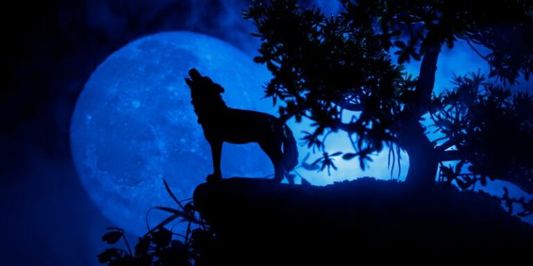 Sonhar com Lobisomem: Veja Significados e Como Interpretar - Clube dos ...